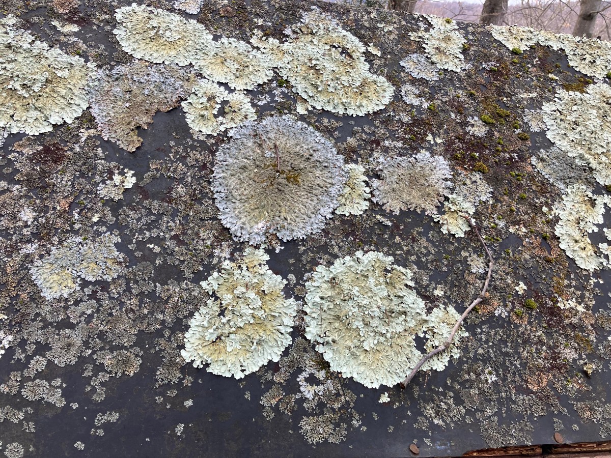 Three of 2023, Four for 2024 – ecosystemics.org